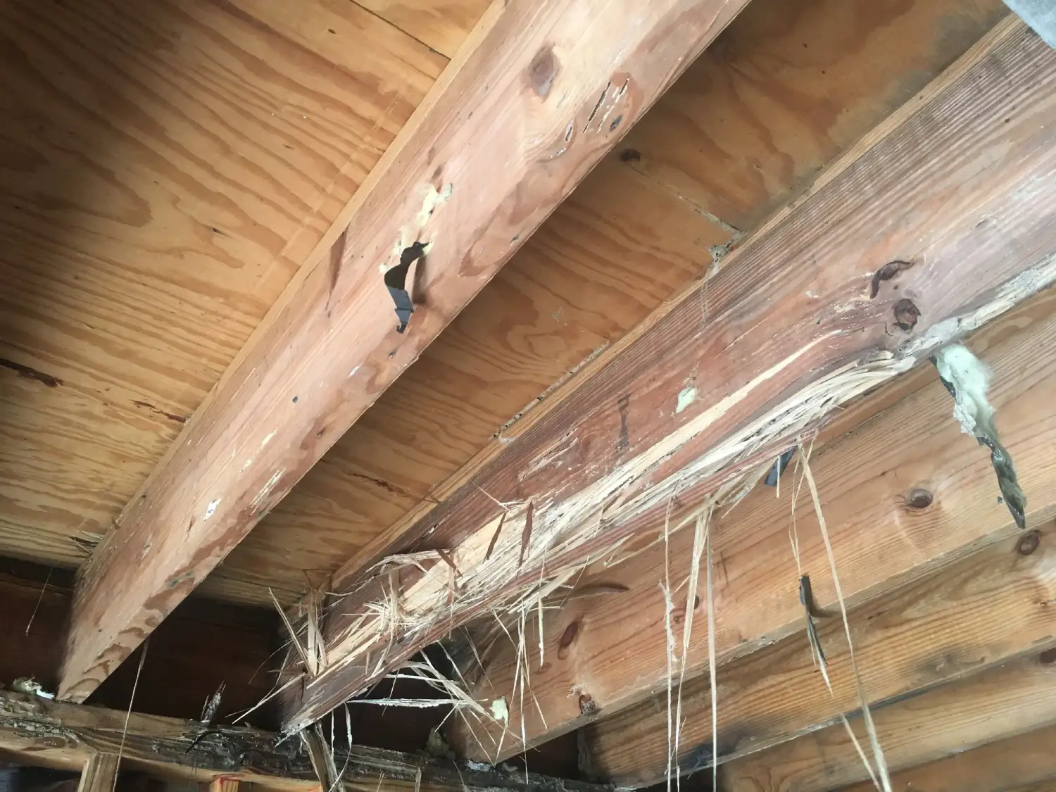 Termite / Mold Damage + Prevention – RVA Foundation Pros